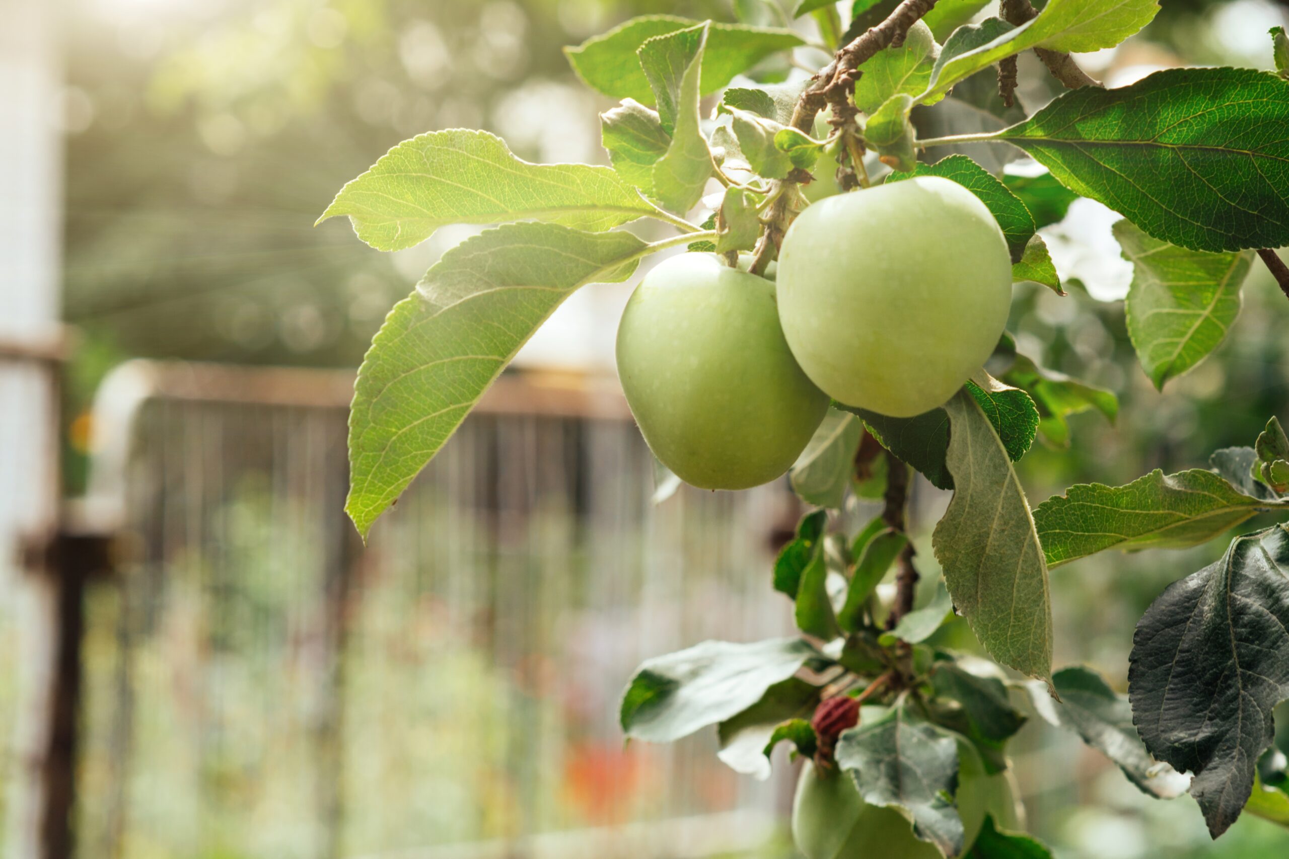 Bhoomi Nursery’s Best-Selling Fruit Trees for Home Orchards - Planteriors
